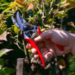 Felco 7 - Pruner Rotating Handle - Garden Express