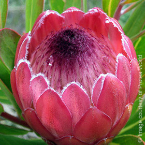 PROTEA RED ICE 75mm pot - Garden Express
