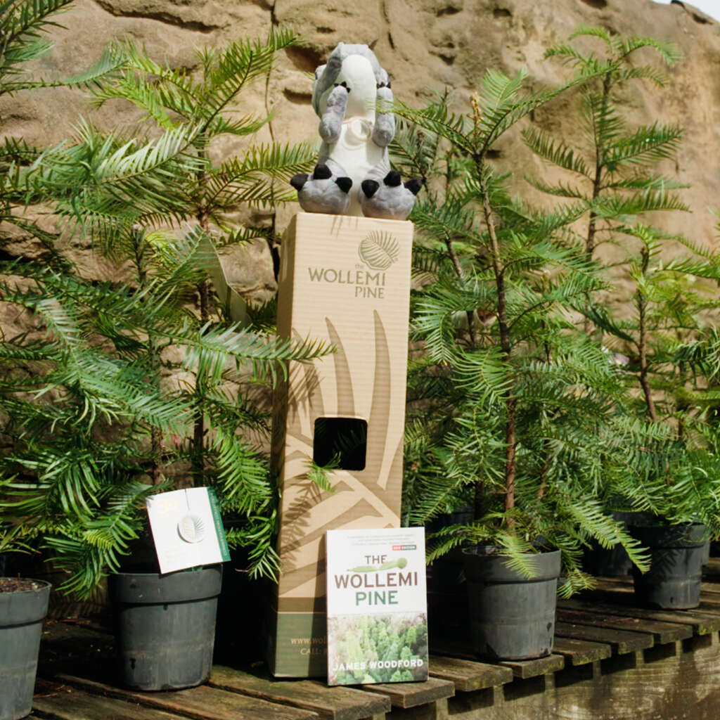 Wollemi Pine - Garden Express - Australia's Largest Online Nursery
