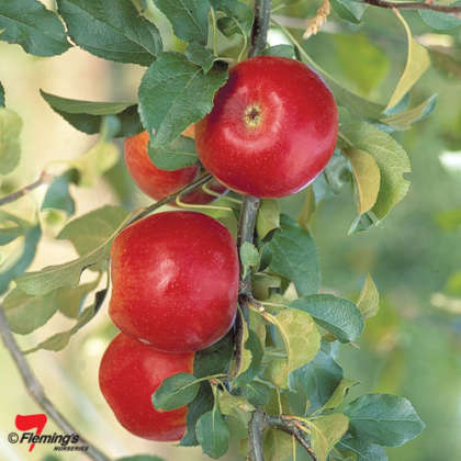 How to grow apple trees in Australia