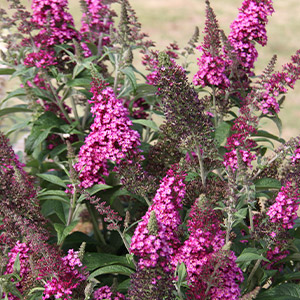 Cran Razz Butterfly Bush