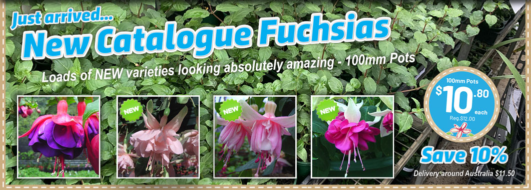 Australia's largest online and mail order garden supplier - Garden Express