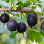 Jostaberry Growing Guide - Garden Express - Online Nursery