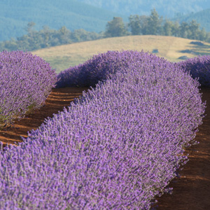 Lavender Growing Guide - Garden Express - Online Nursery