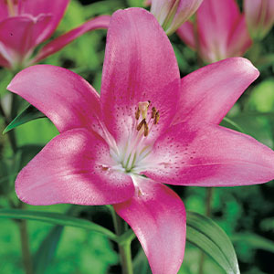 Lilium La Hybrid Mixed - Garden Express