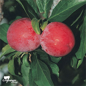 PLUM SANTA ROSA - Garden Express