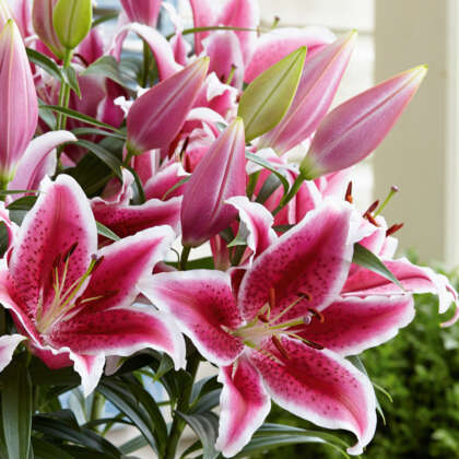Liliums - Garden Express - Australia's Largest Online Nursery
