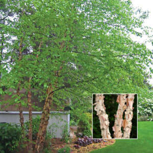 Trees - Ornamental - Garden Express - Australia's Largest Online Nursery