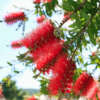 Callistemon Captain Cook - Garden Express