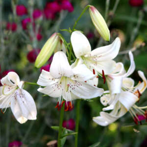 Liliums - Garden Express - Australia's Largest Online Nursery