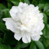 Peony Rose Marie Lemoine - Garden Express