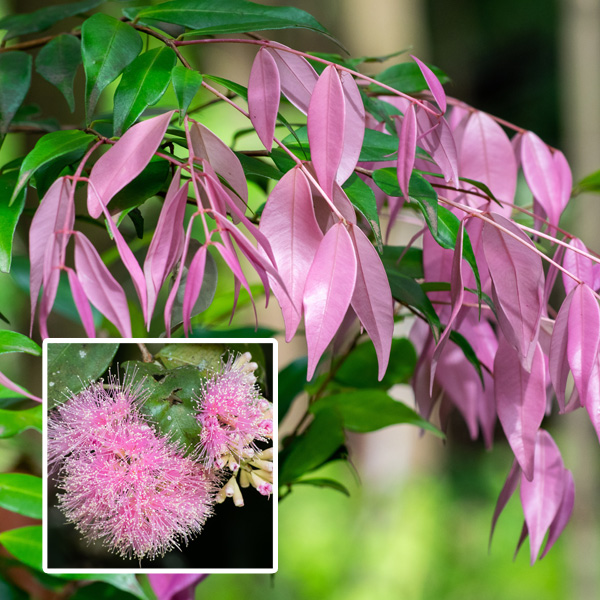 Syzygium Cascade (PBR) - Garden Express