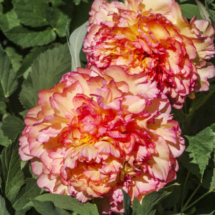Tree Peony Flambeau - Garden Express