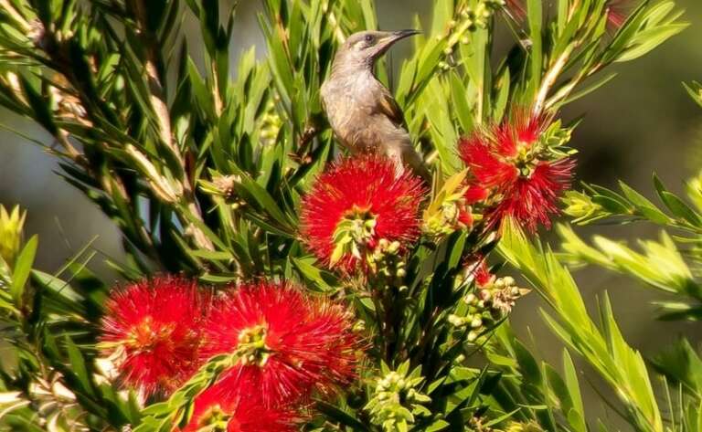 Callistemon (Bottle Brush) Growing Guide - Garden Express