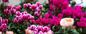 Australia’s Most Popular Winter-Flowering Plants - Garden Express