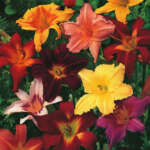 Daylily Mixed - Garden Express