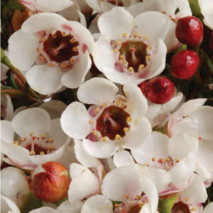 Chamelaucium Wax Flower - Garden Express - Onlline Nursery