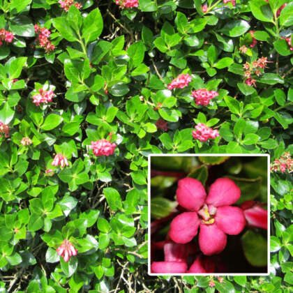 Escallonia Pink Pixie - Garden Express