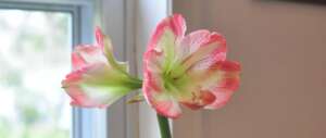 Hippeastrum Diseases - Garden Express