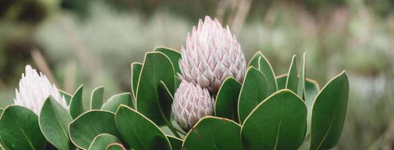 Protea Growing Guide - Garden Express