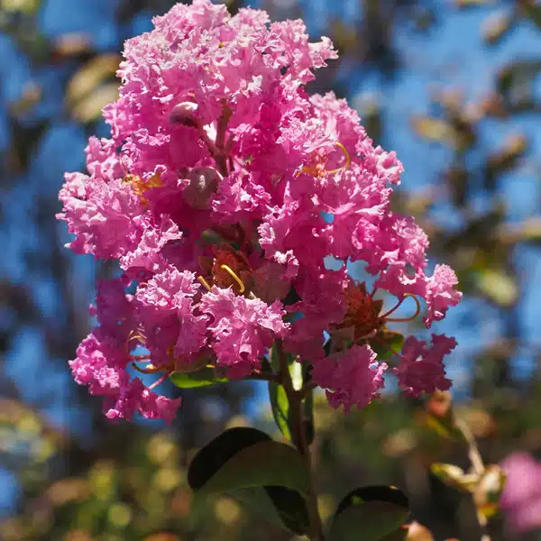 Crepe Myrtle Sioux 68mm - Garden Express