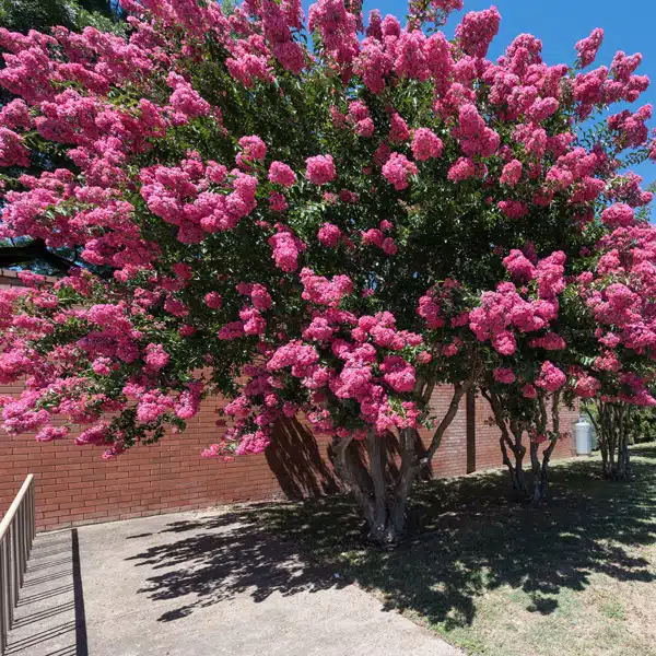 Crepe Myrtle Sioux 68mm - Garden Express