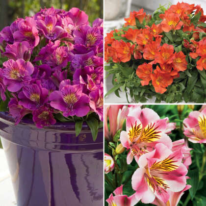 Princess Lily Katiana - Garden Express