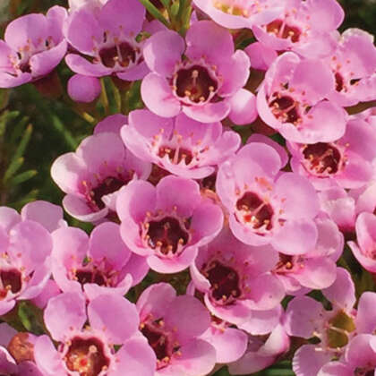 Chamelaucium Wax Flower - Garden Express - Onlline Nursery
