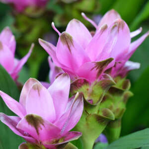 Curcuma Pink Surprise - Garden Express