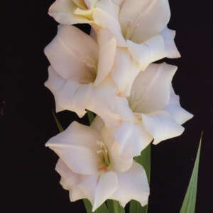 Gladioli Cream Perfection - Garden Express