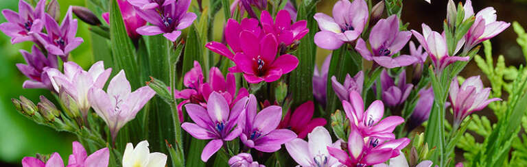 Babiana Growing Guide - Garden Express - Online Nursery