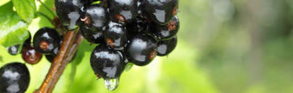 Black Currant Growing Guide - Garden Express - Online Nursery