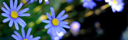 Blue Marguerite Growing Guide - Garden Express