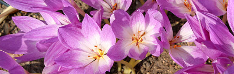 Colchicum Growing Guide - Garden Express - Online Nursery