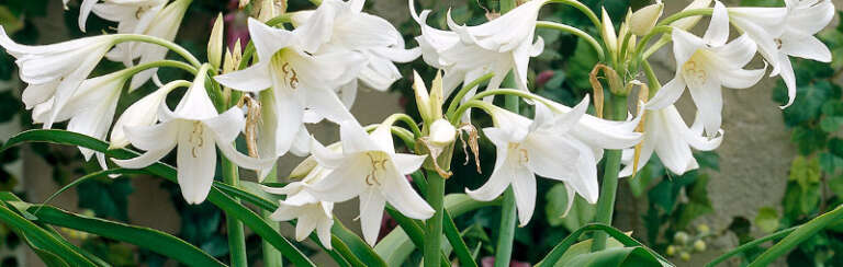 Crinum Growing Guide - Garden Express - Online Nursery