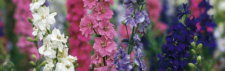 Delphinium Growing Guide - Garden Express - Online Nursery
