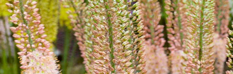 Eremurus Growing Guide - Garden Express - Online Nursery