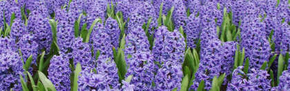 Hyacinth Growing Guide - Garden Express - Online Nursery