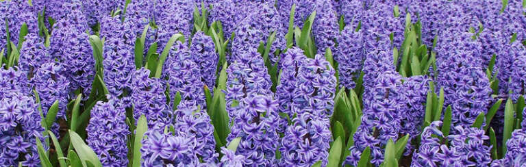 Hyacinth Growing Guide - Garden Express - Online Nursery