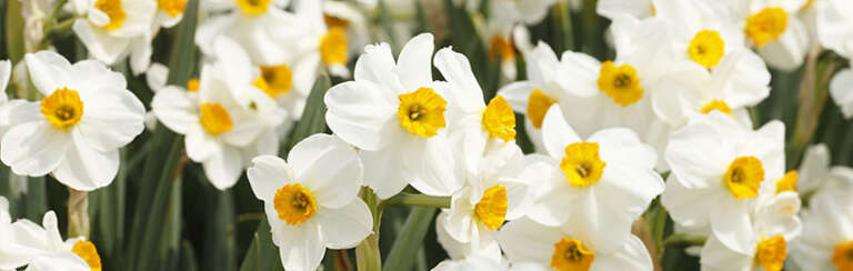 Jonquil Growing Guide - Garden Express - Online Nursery
