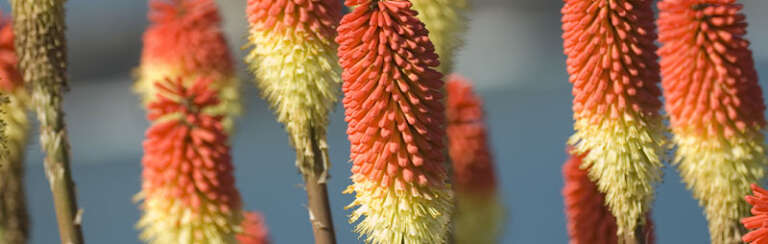 Kniphofia Growing Guide - Garden Express - Online Nursery