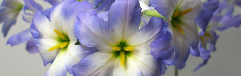 Leucocoryne Growing Guide - Garden Express - Online Nursery