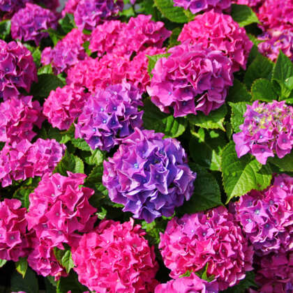 Hydrangea Todi - Garden Express