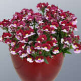 Nemesia Growing Guide - Garden Express - Online Nursery