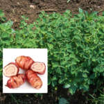 New Zealand Yam (Regular Size) - Garden Express