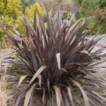 Phormium Growing Guide - Garden Express - Online Nursery