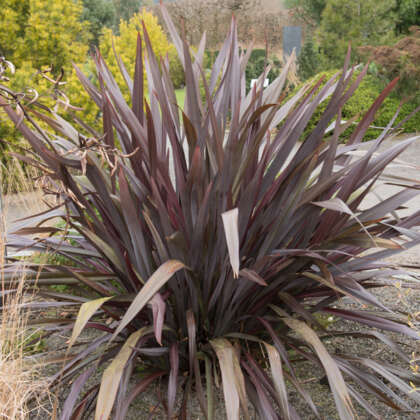 Phormium Growing Guide - Garden Express - Online Nursery