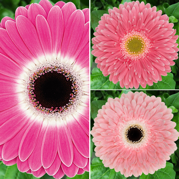 Gerbera Pretty N Pink Collection - Garden Express