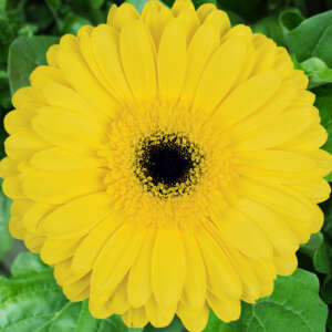 Gerberas (Transvaal daisy) - Garden Express - Online Nursery