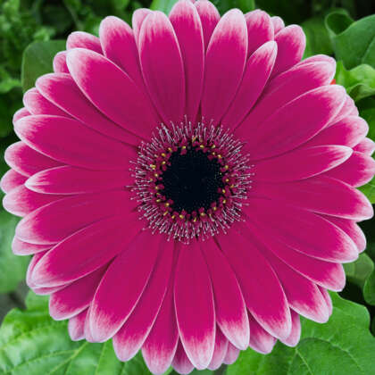 Gerberas (Transvaal daisy) - Garden Express - Online Nursery